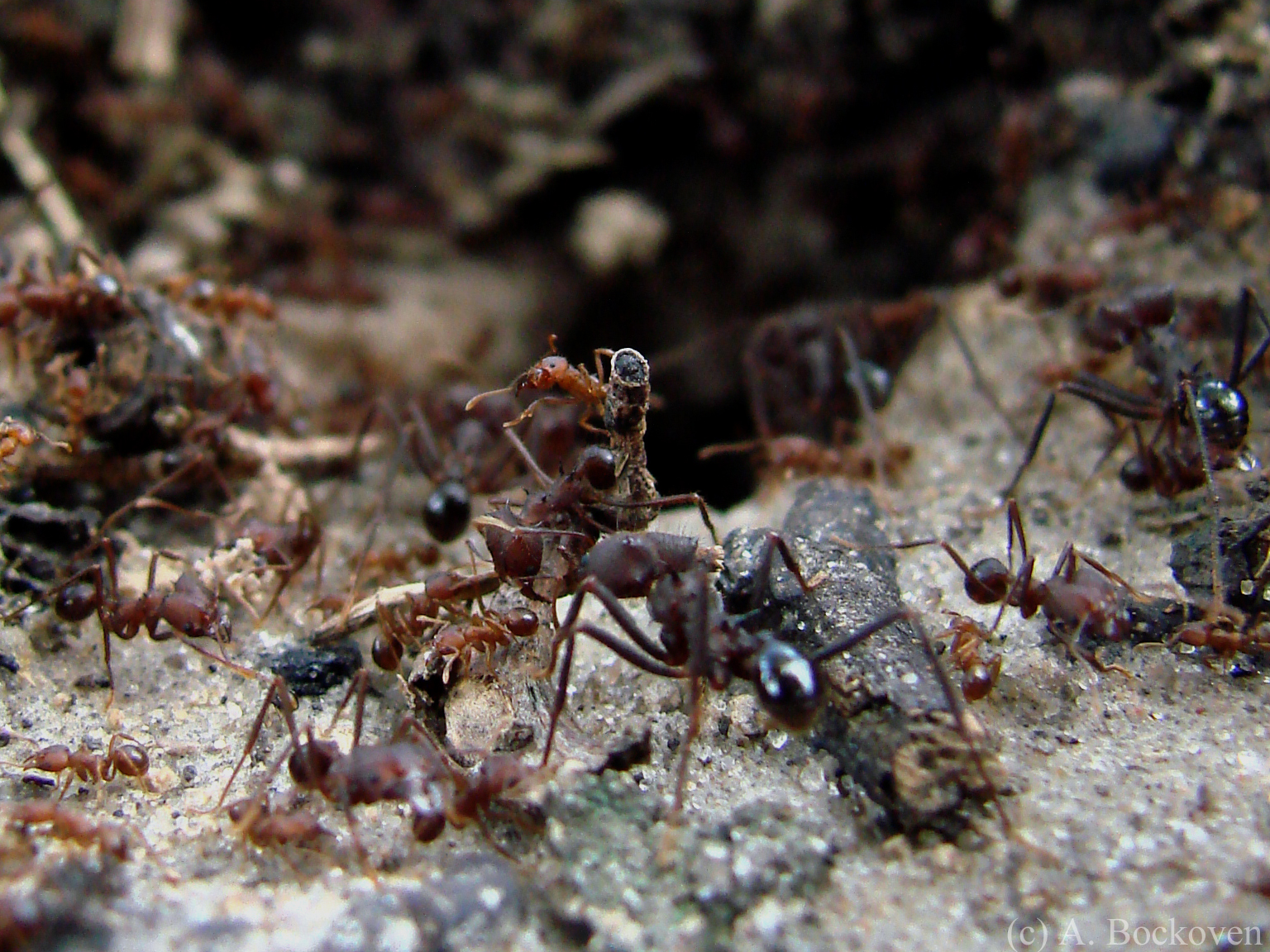 Sipelgad on majas - Legendaarne